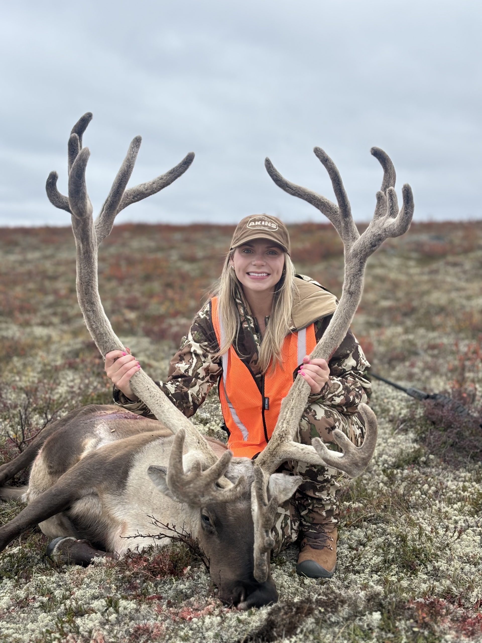 Caribou Are Arriving On Schedule - Hunting North
